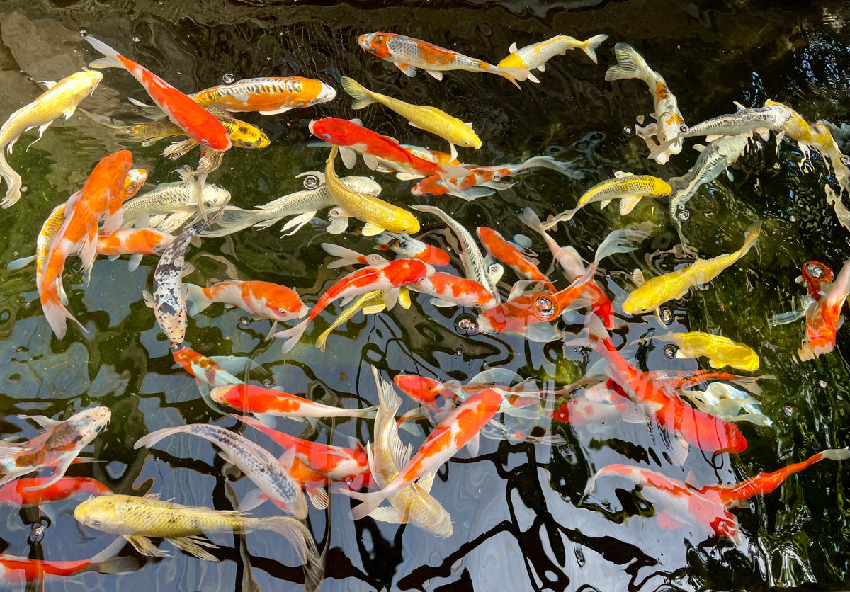 New Koi & Pond Fish Just Arrived at Caesar’s Tropical Fish Factory!
