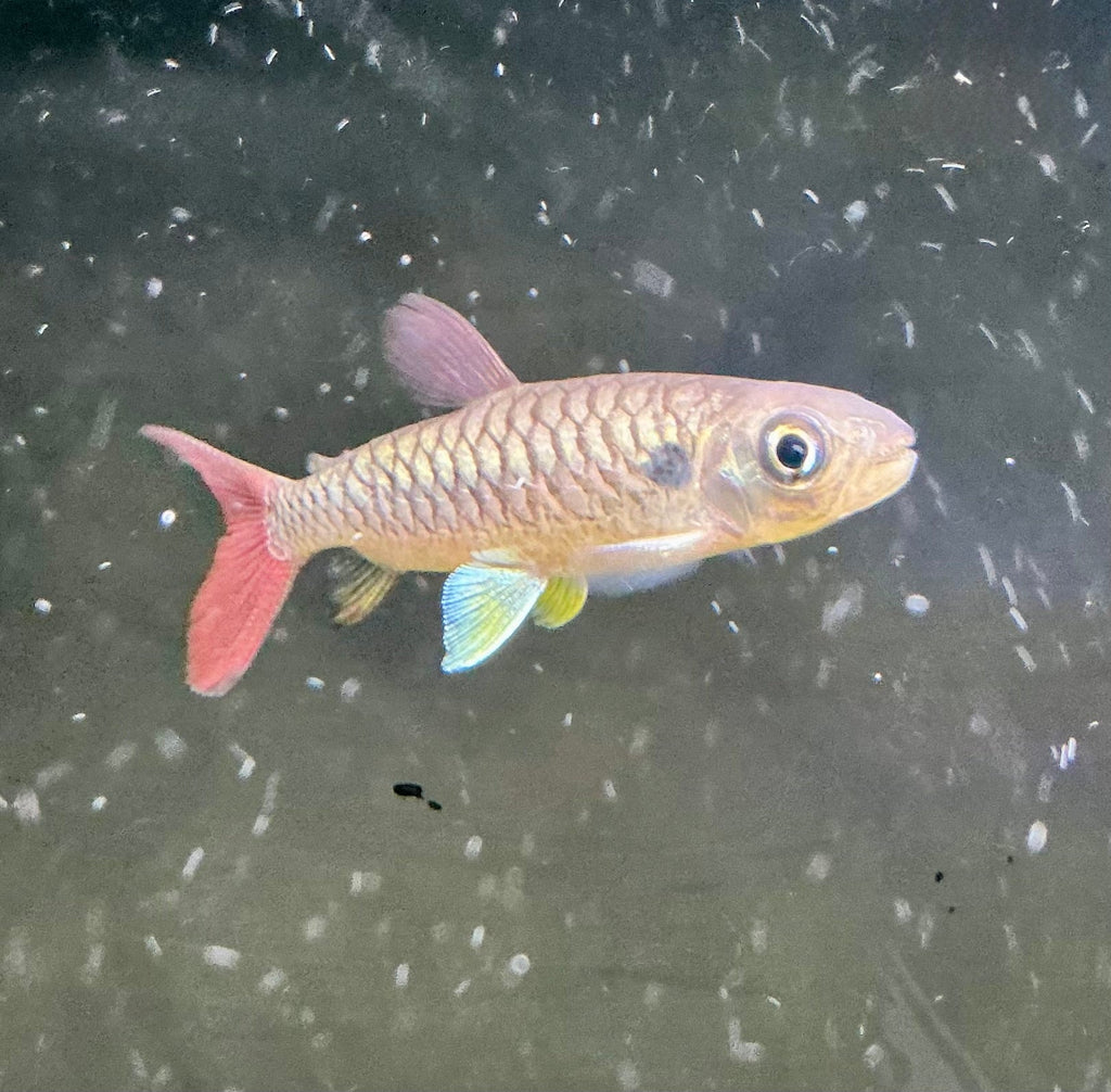 Tropical Fish Store - Santa Rosa, CA | Caesar's Tropical Fish Factory