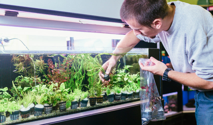 10 Tips for Setting Up a Healthy and Sustainable Aquarium