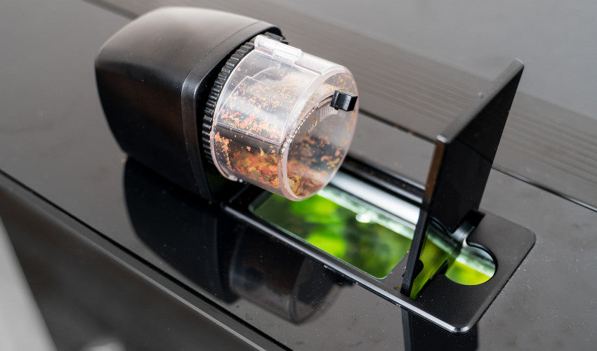 How to Create a Low-Maintenance Aquarium: Tips for Busy Fish Enthusias