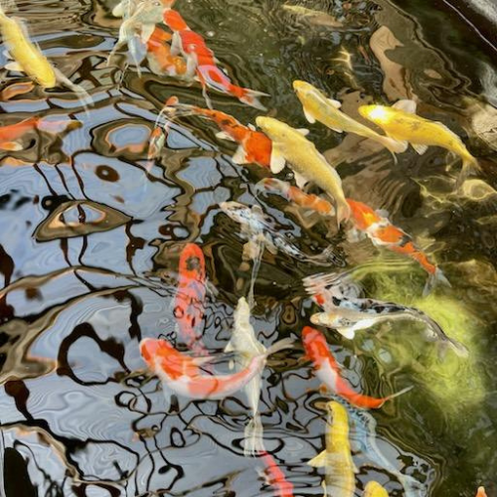 Pond Fish - Santa Rosa, CA - Caesar's Tropical Fish